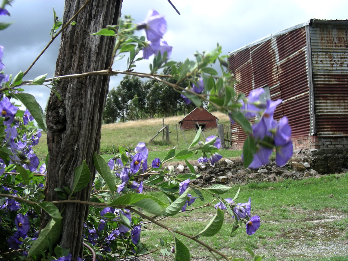 Invermay Local History Association - Victorian Collections