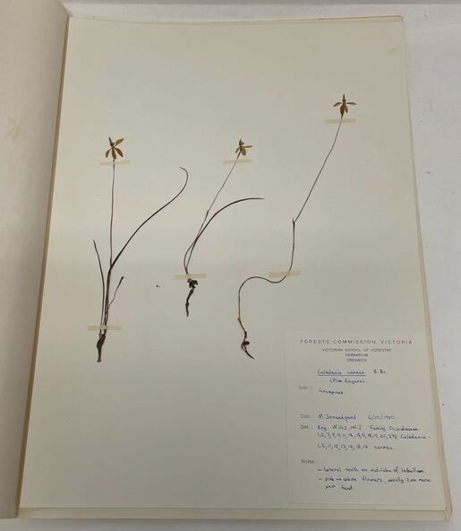 Plant specimen - Plant specimens from the VSF Herbarium, Student Plant ...