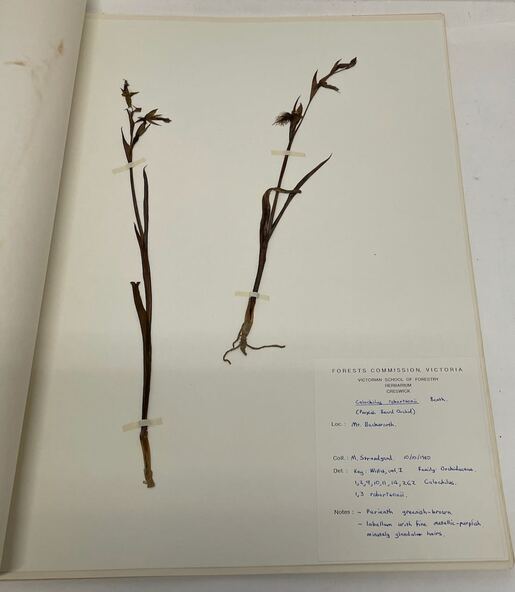 Plant specimen - Plant specimens from the VSF Herbarium, Student Plant ...